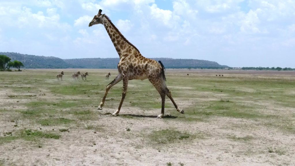 On the trail of running giraffes - The Company of Biologists