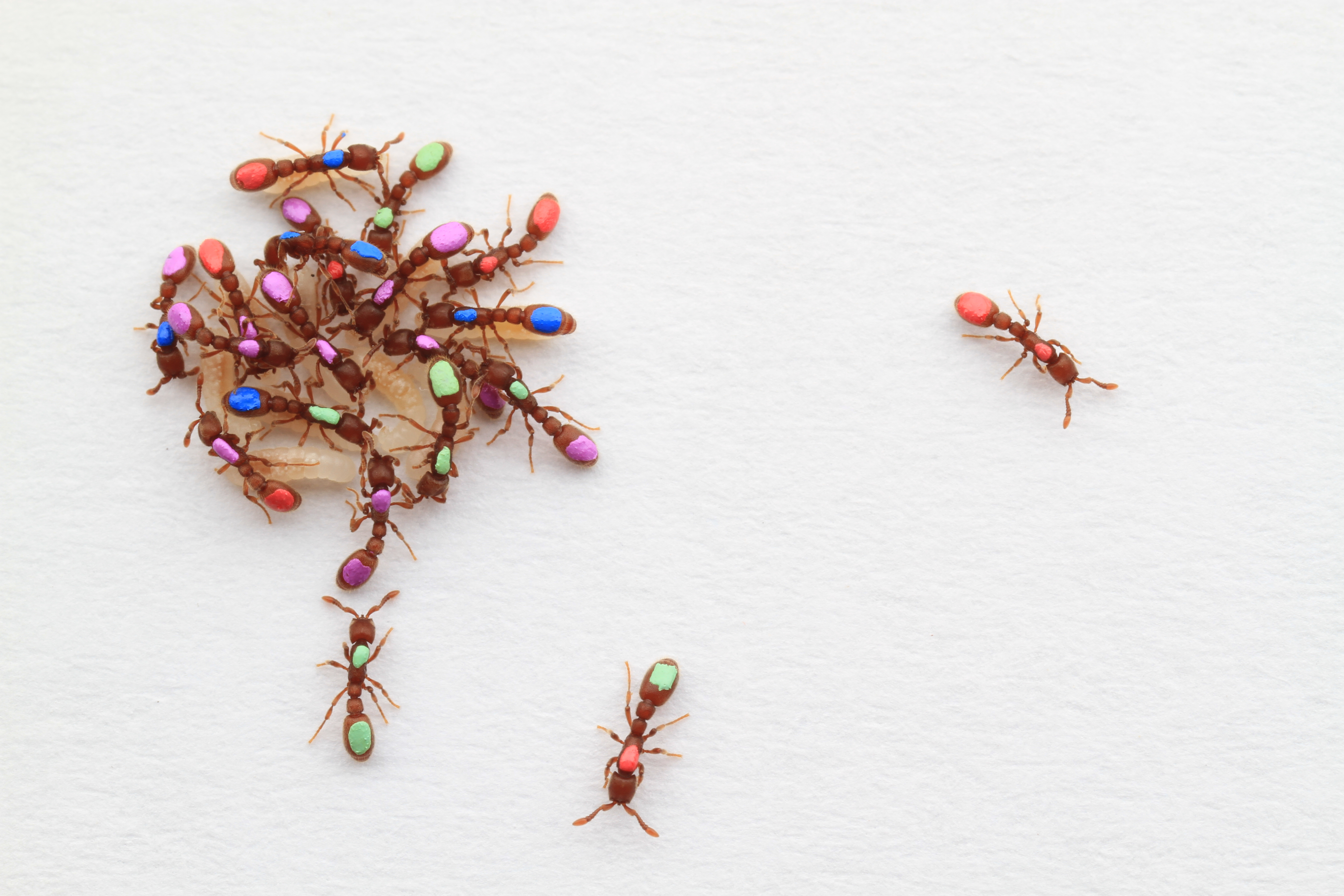 Kronauer - The Company of Biologists