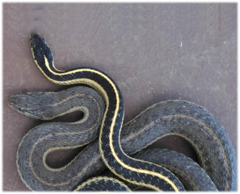 Bronikowski - The Company of Biologists