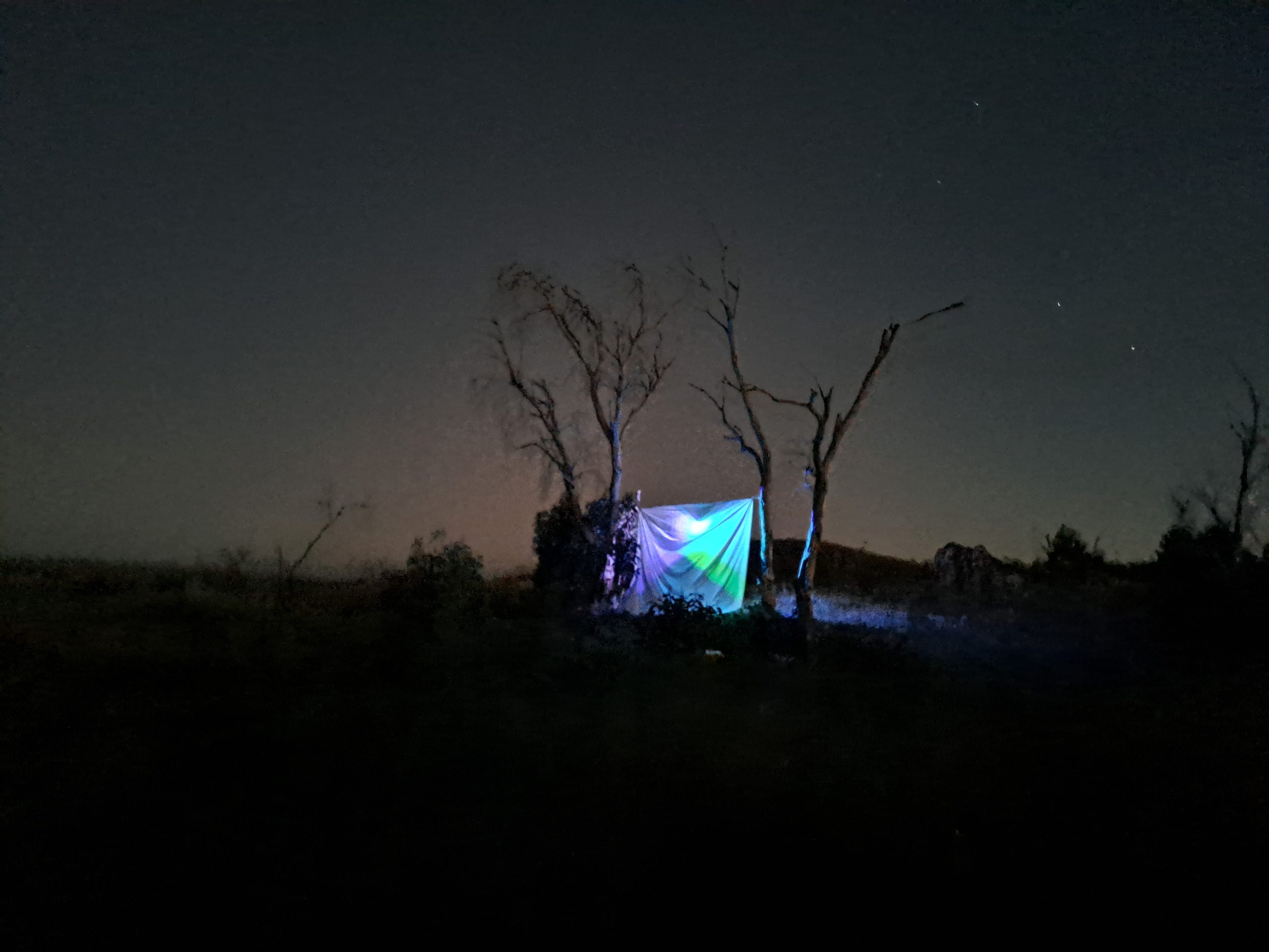 A kickstart to uncover the role of magnetoreception in nocturnal ...