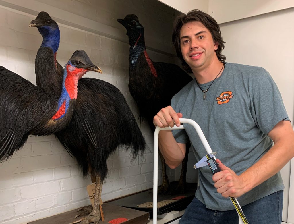 The mysterious case of the cassowary casque - The Company of Biologists
