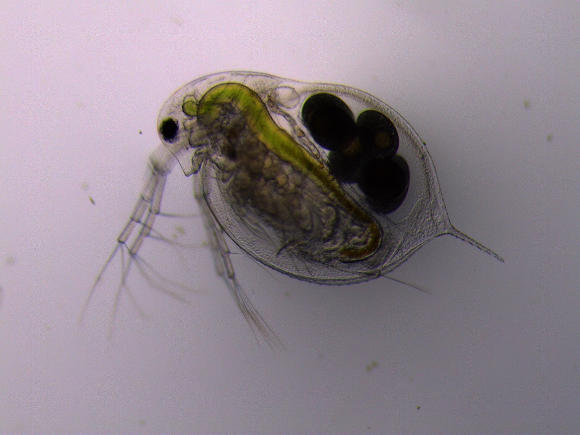 Walsh - The Company of Biologists